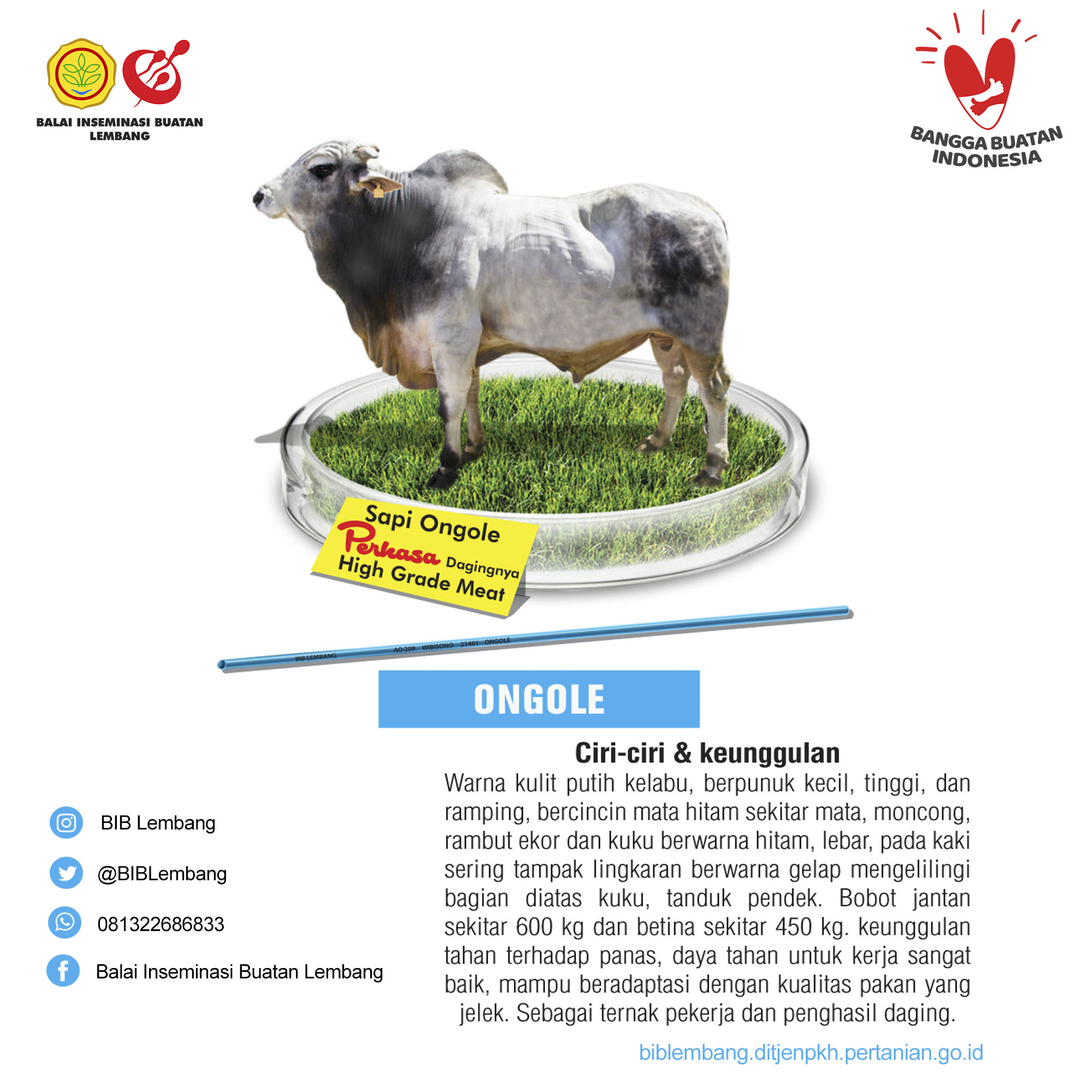 Semen Beku Semen Beku Sapi Potong Peranakan Ongole | Sijalu